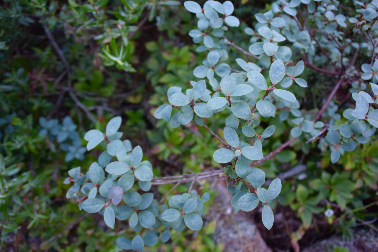 True Bog Plants ~ Camosun Bog